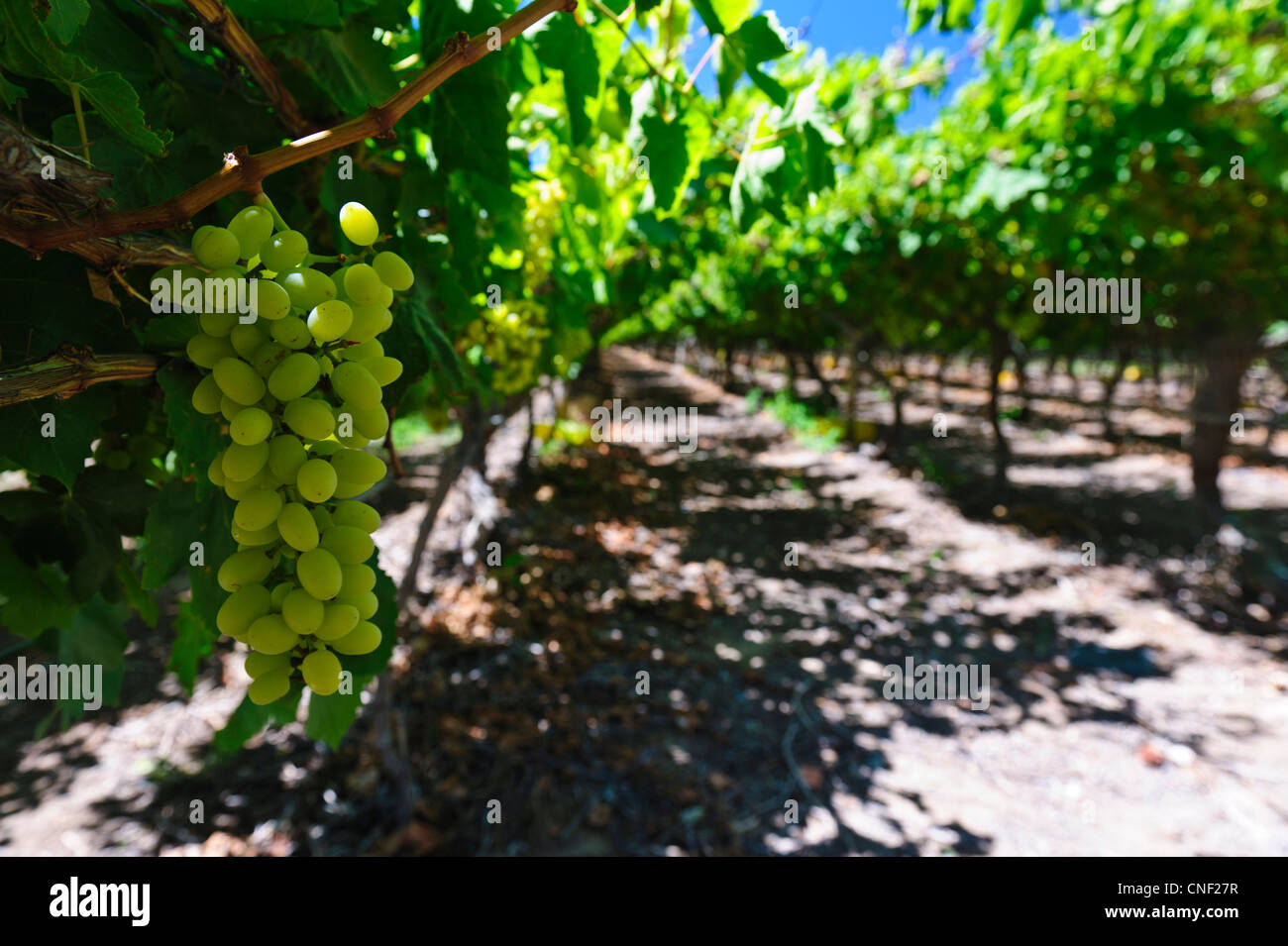 Vineyards in Aussenkehr village. Namibia Stock Photo - Alamy