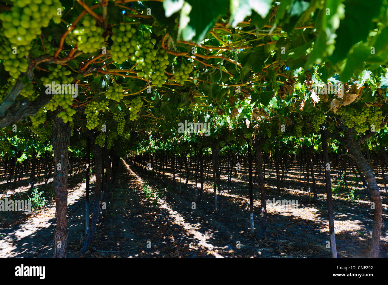 Grape growing namibia hi-res stock photography and images - Alamy