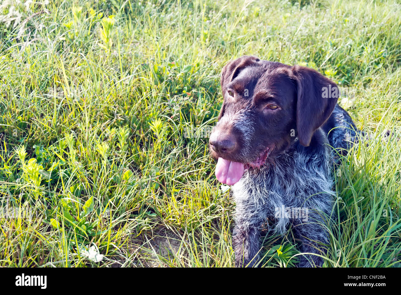 Recumbent dog hi-res stock photography and images - Alamy