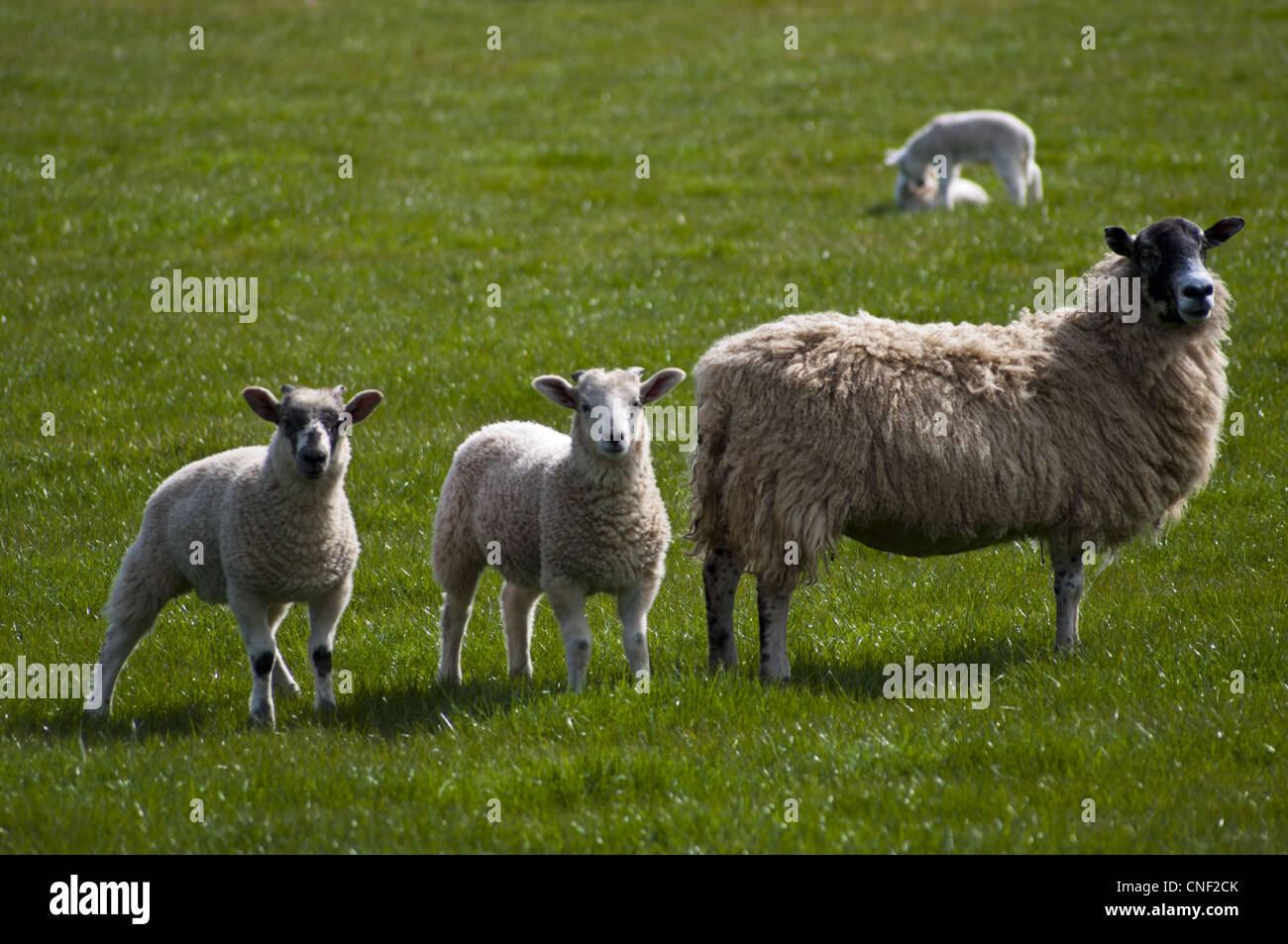 Norfolk lamb sheep hi-res stock photography and images - Alamy