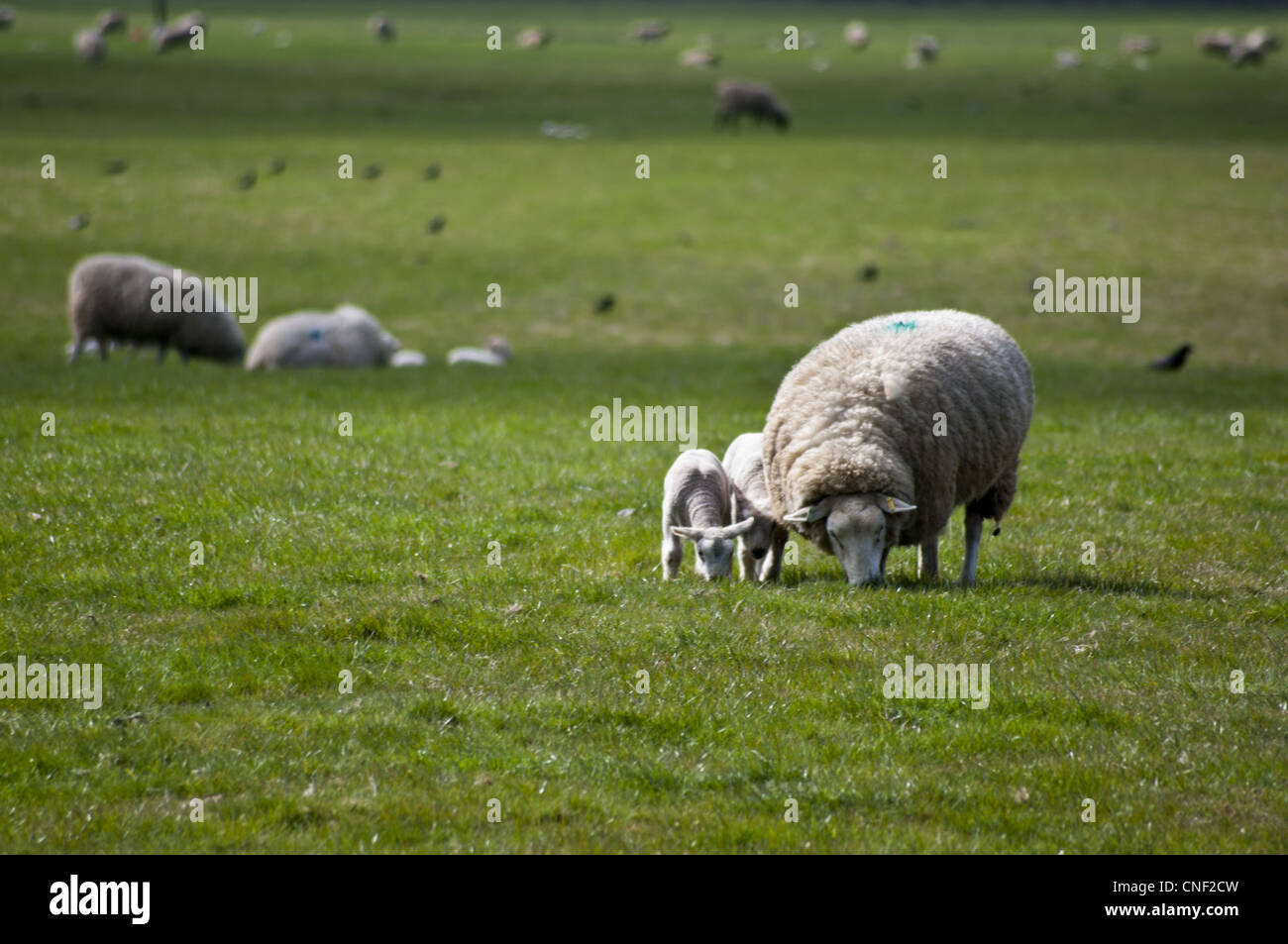 Norfolk lamb sheep hi-res stock photography and images - Alamy