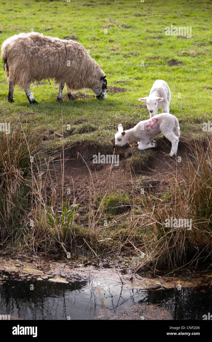 Norfolk lamb sheep hi-res stock photography and images - Alamy