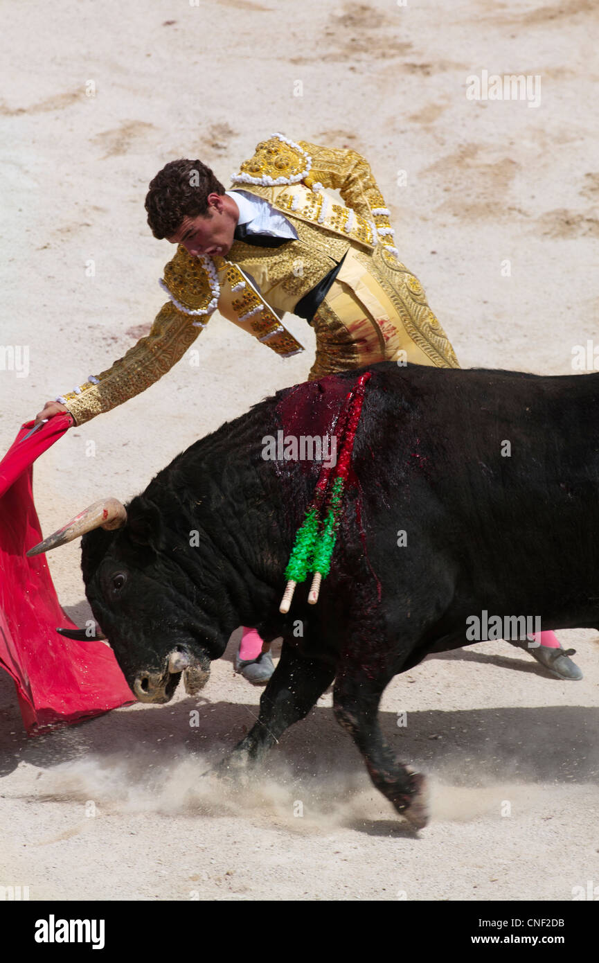 French Bull Fighting Stock Photos & French Bull Fighting Stock Images ...