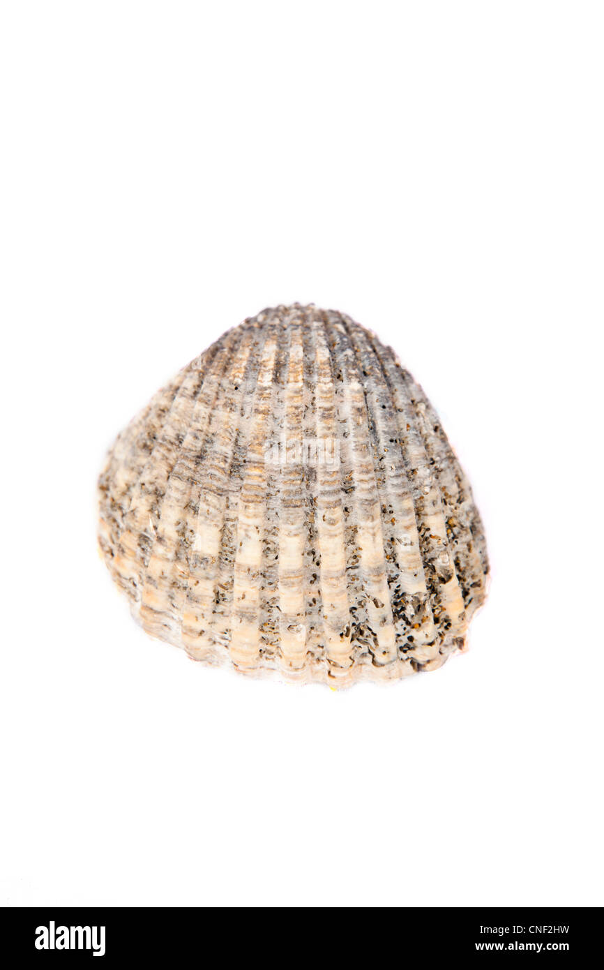 Dirty old shell isolated on white background Stock Photo - Alamy