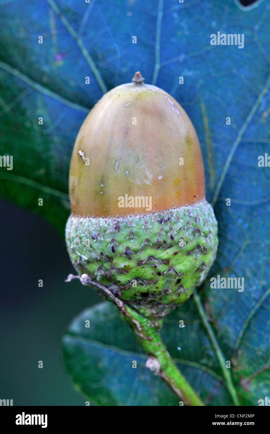 Acorn seed hi-res stock photography and images - Alamy