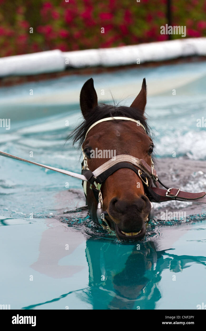Mark Johnston Racing Stables, Middleham in the North Yorkshire Dales ...