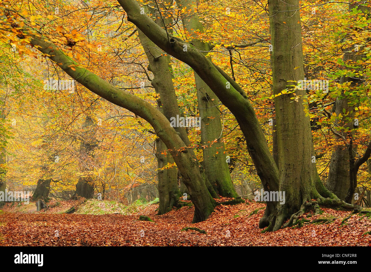 Ladys walk hi-res stock photography and images - Alamy