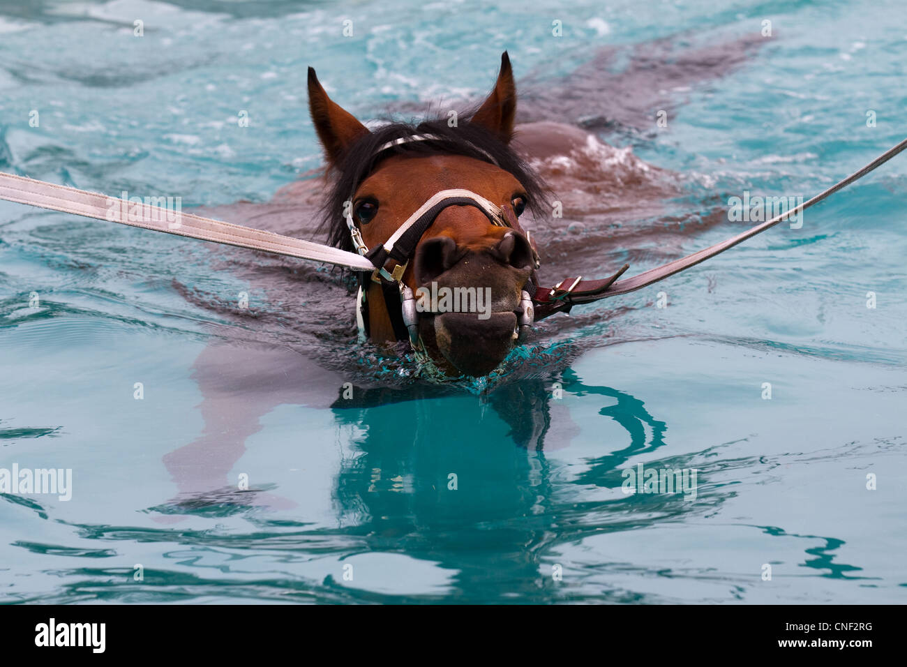 Mark Johnston Racing at Middleham Stables, North Yorkshire, UK ...
