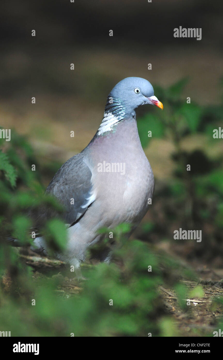 Grumpy bird hi-res stock photography and images - Alamy