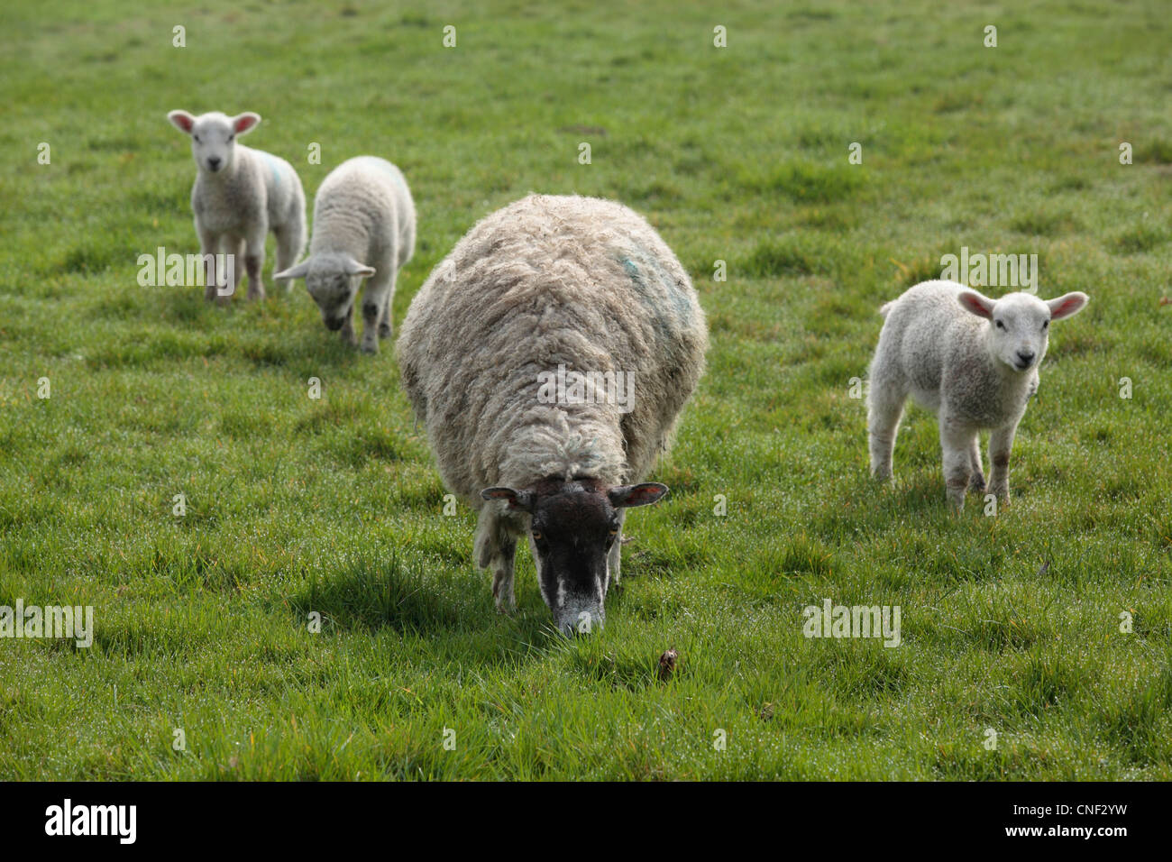 A ewe and her baby lambs in a field during lambing season in Nidderdale ...