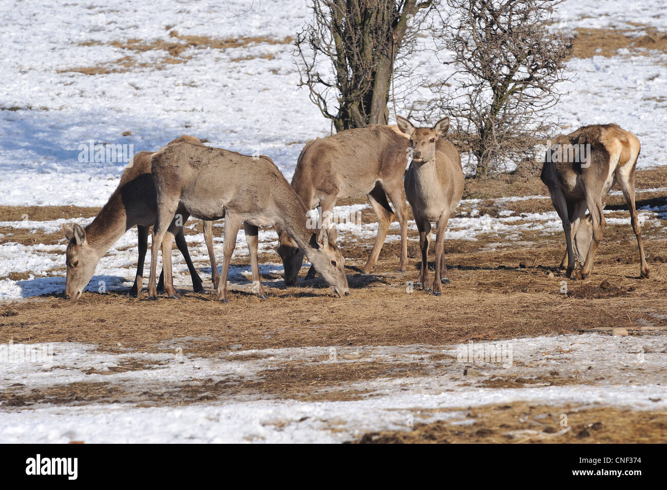 Ruminant nature hind animal hi-res stock photography and images - Alamy