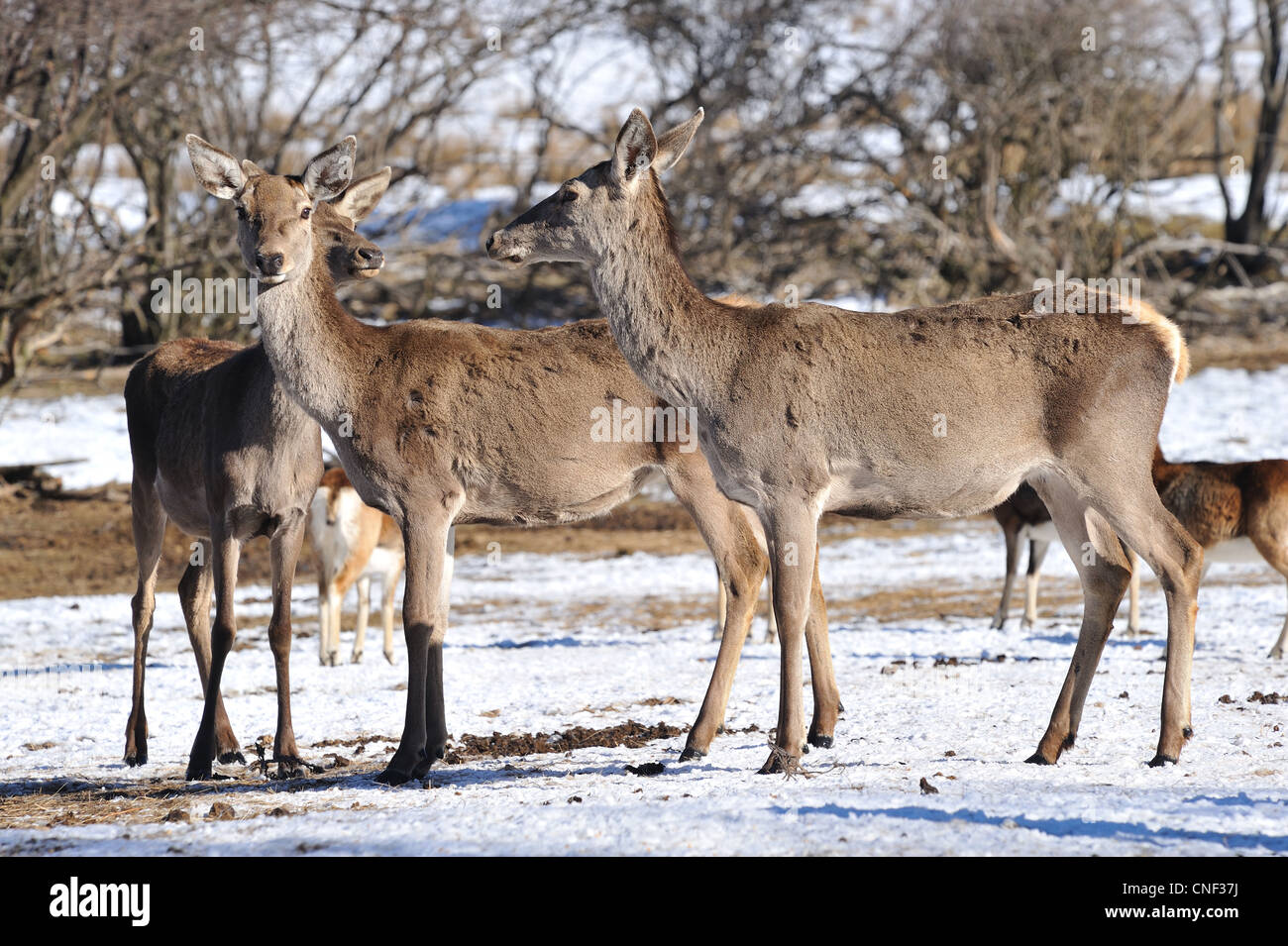 Ruminant nature hind animal hi-res stock photography and images - Alamy