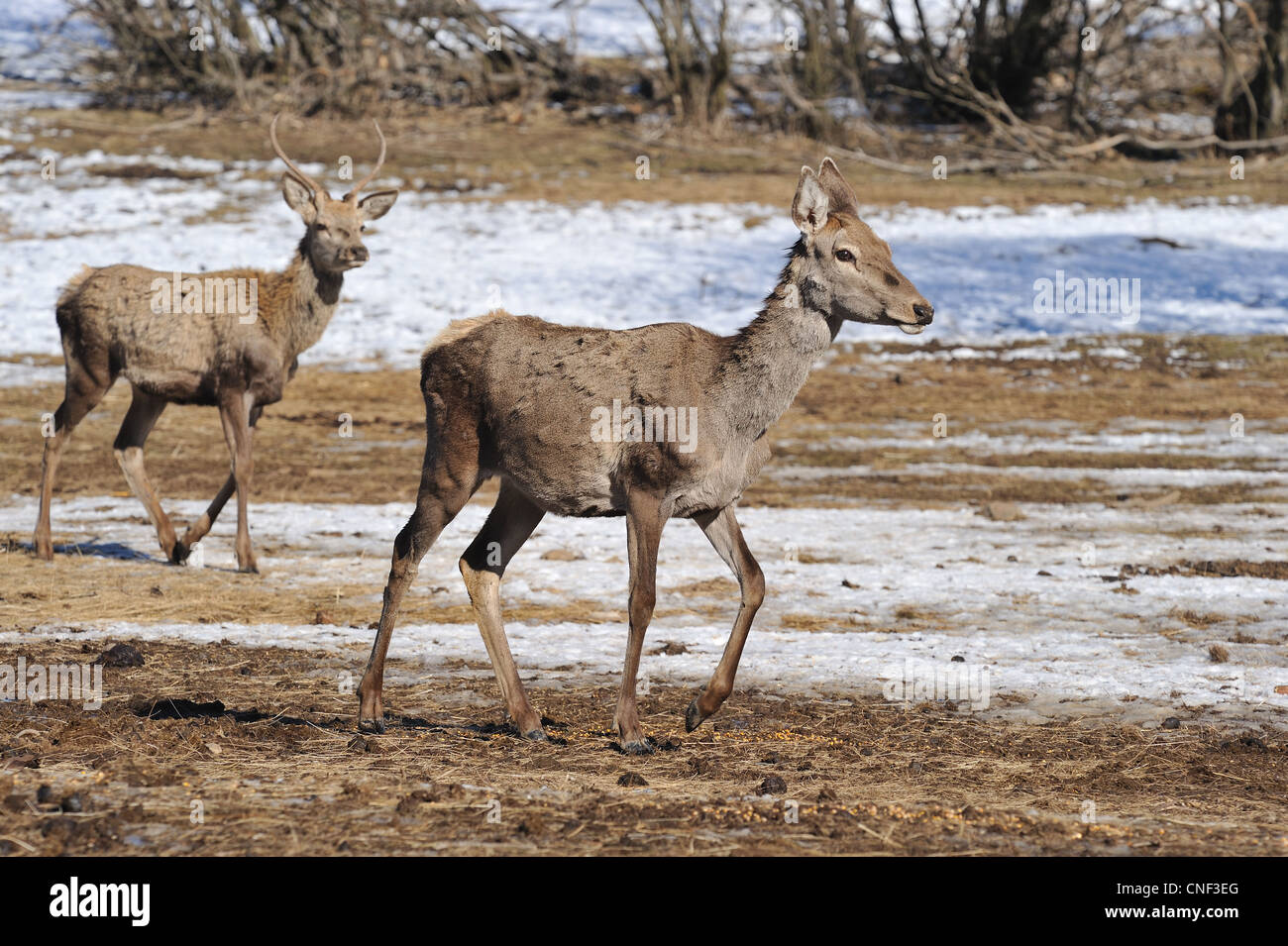 Animal hind deer roe hi-res stock photography and images - Alamy