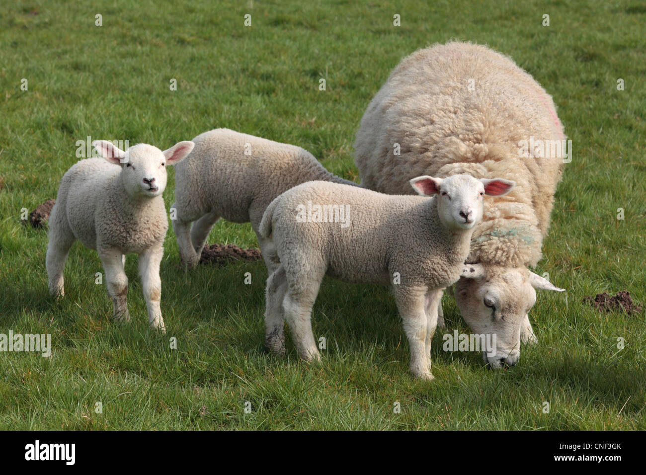 A ewe and her baby lambs in a field during lambing season in Nidderdale ...