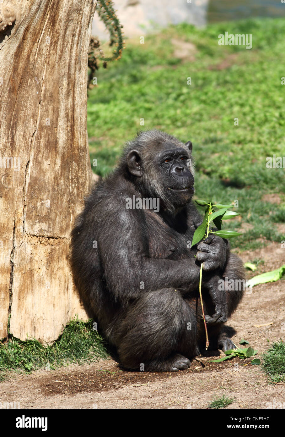 Chimpanzee sitting down with food Stock Photo - Alamy