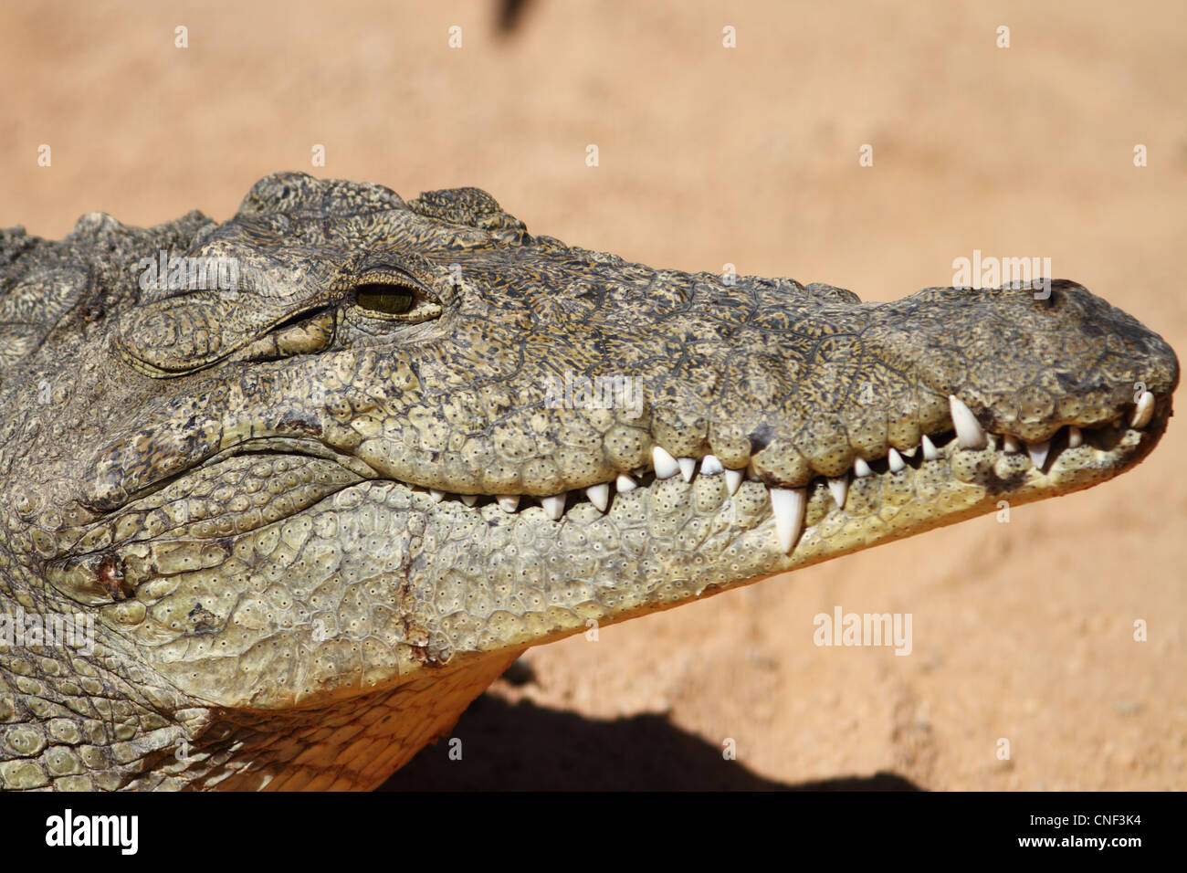 Croc skin hi-res stock photography and images - Alamy