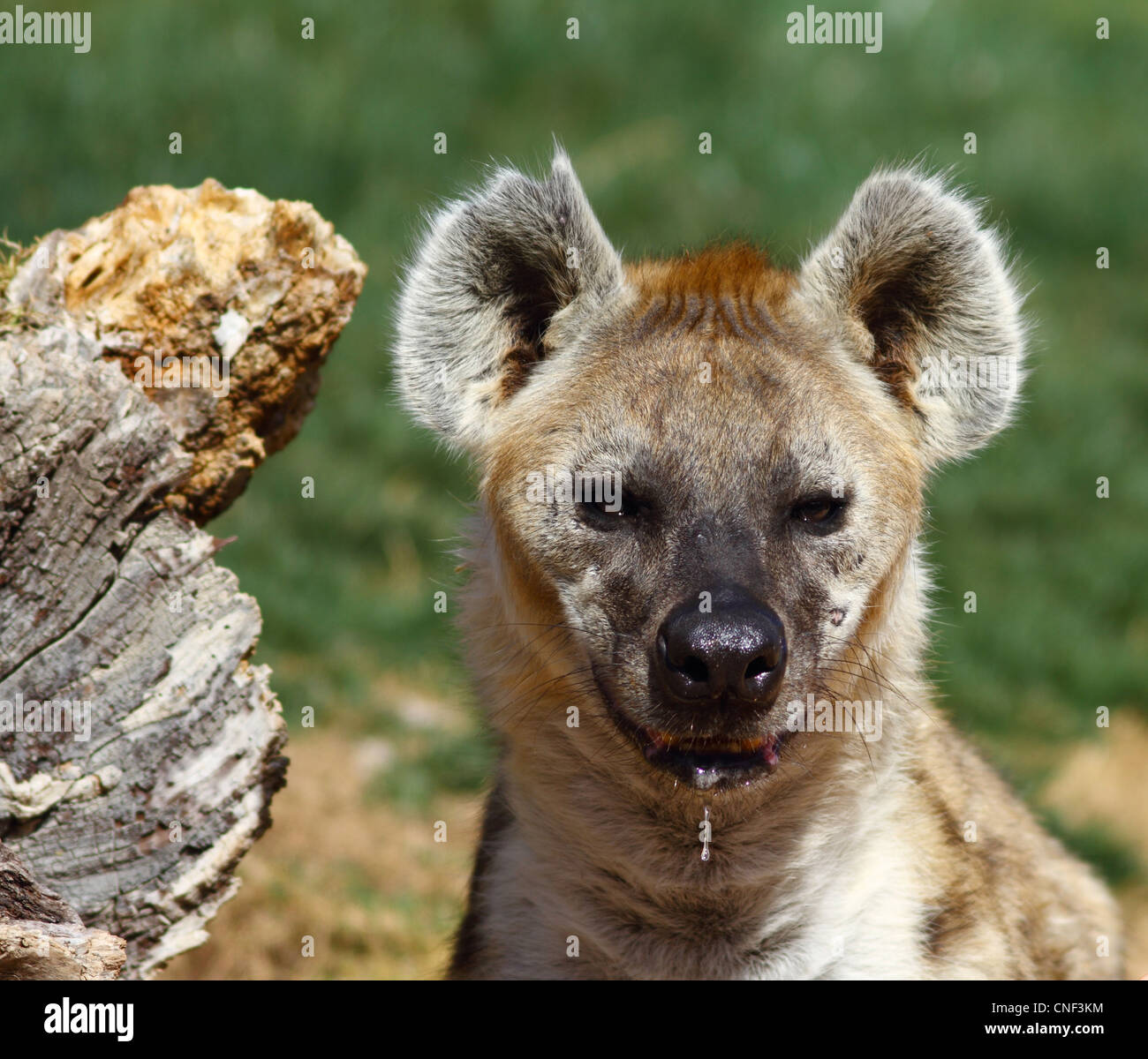 Hyena food hi-res stock photography and images - Alamy
