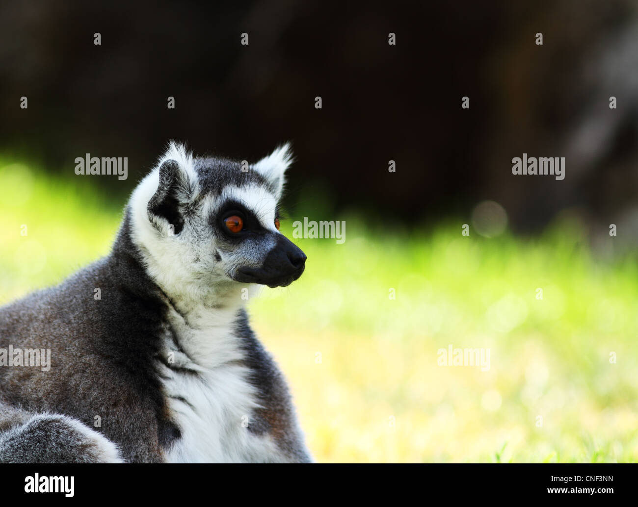 Lemur face hi-res stock photography and images - Alamy