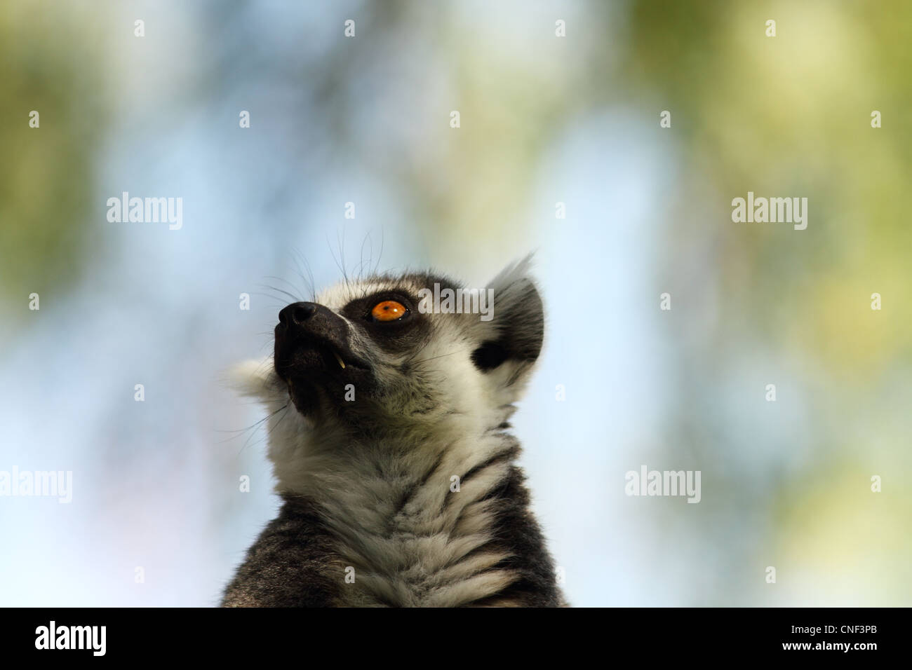 Ring tailed lemur face looking up Stock Photo - Alamy