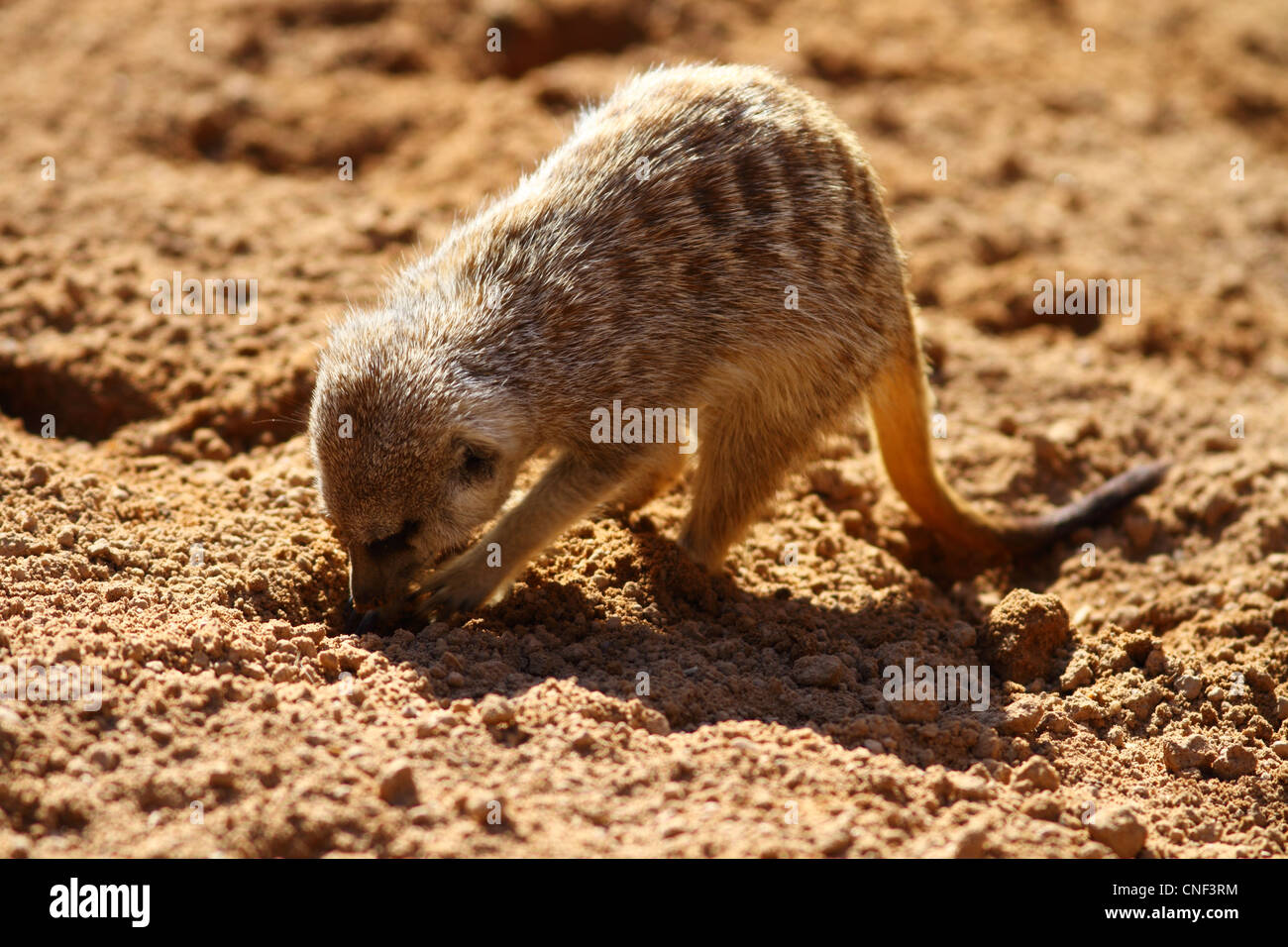 Compare the meerkat dot com hi-res stock photography and images - Alamy