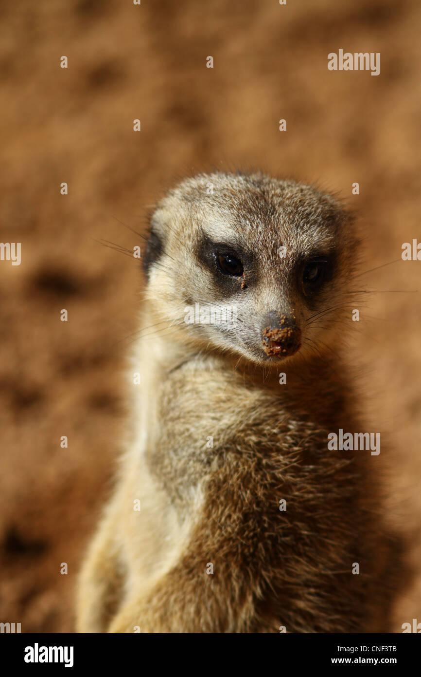 Simples hi-res stock photography and images - Alamy