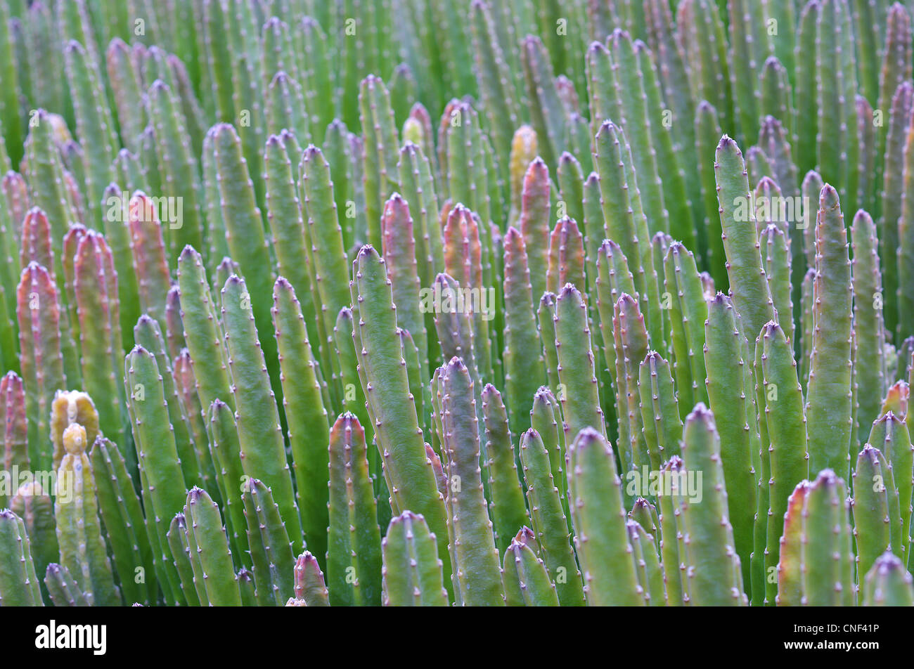 Starfish Carrion Cactus Stapelia grandiflora Stock Photo - Alamy