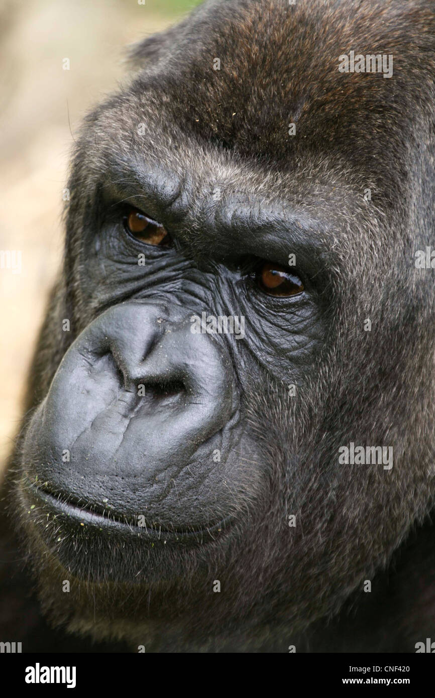 Close-up portrait of a Western Lowland Gorilla Stock Photo - Alamy