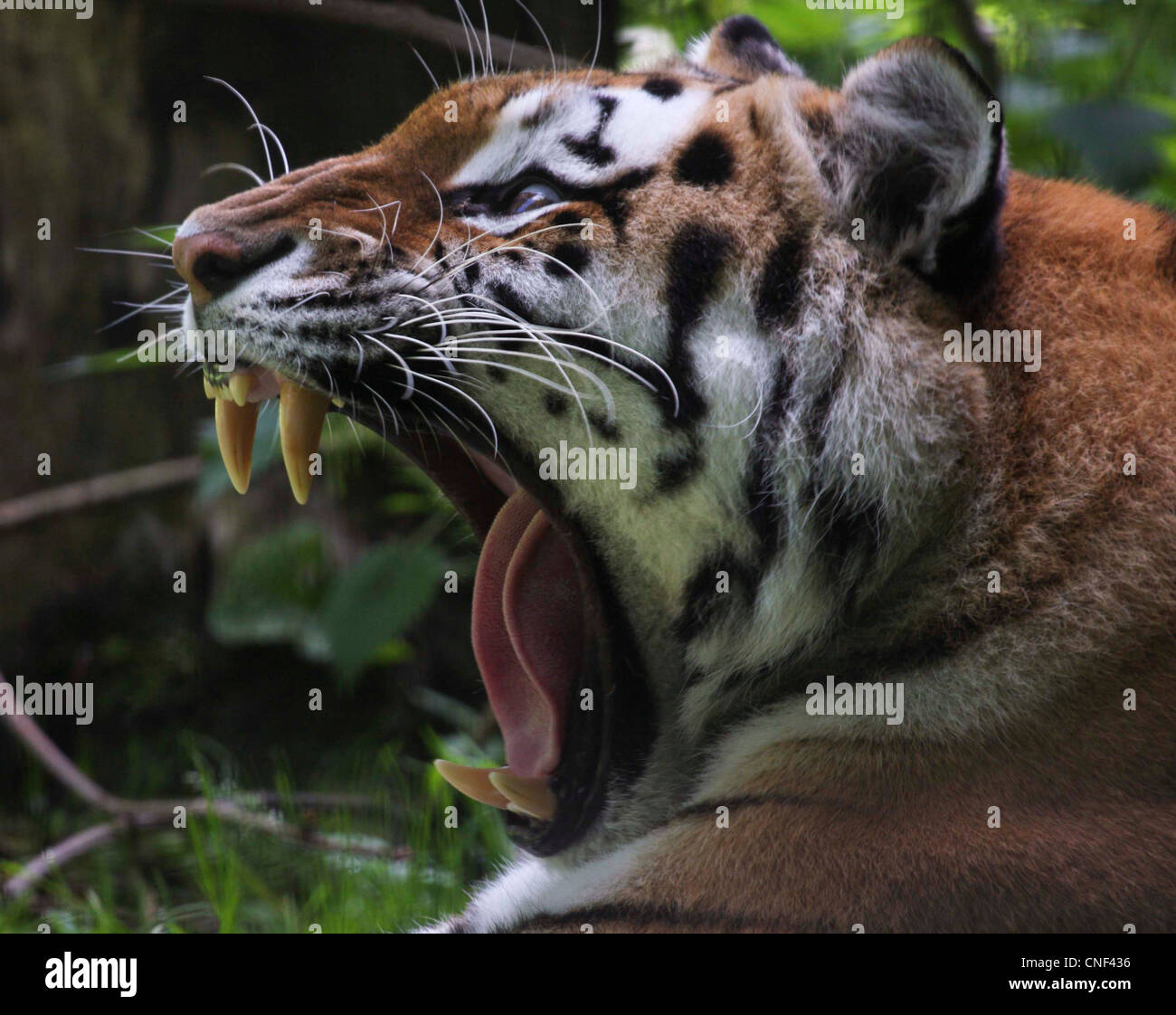 Siberian tiger yawning hi-res stock photography and images - Alamy