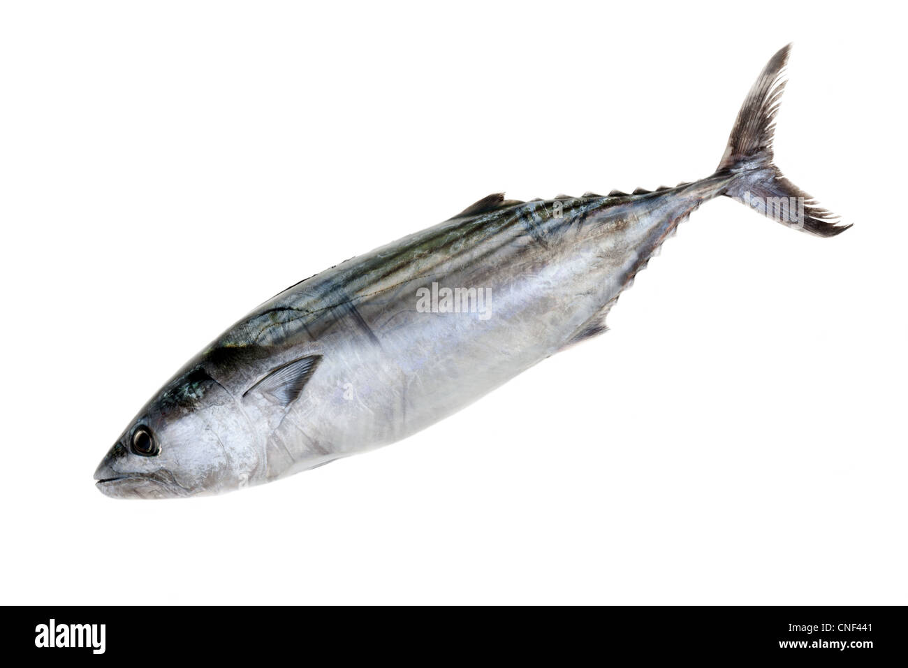 Tuna Fish Isolated Stock Photo - Alamy