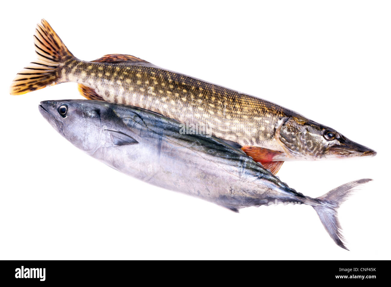 Silver predator fish hi-res stock photography and images - Alamy