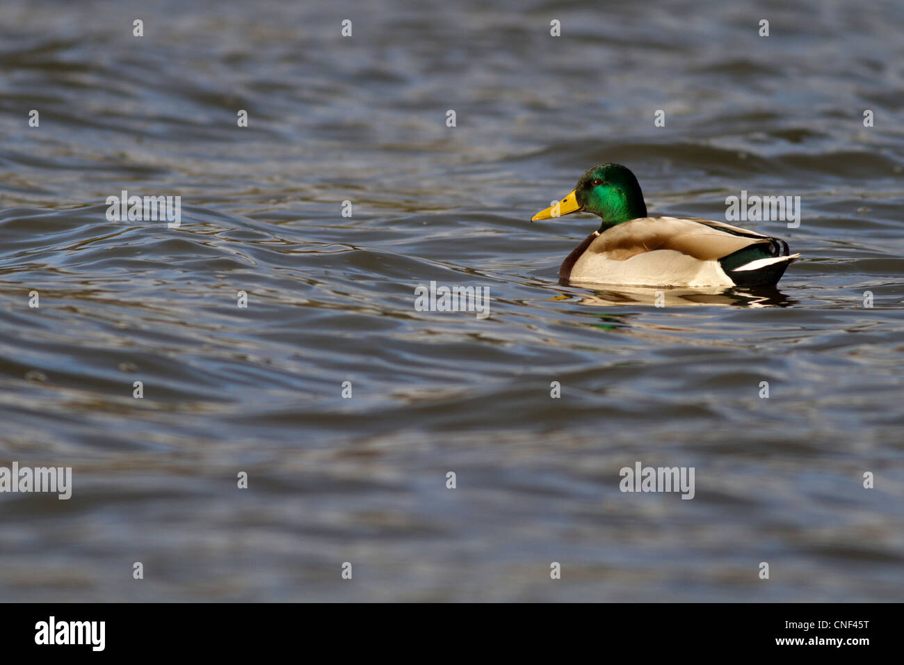 The Loe Pool Cornwall High Resolution Stock Photography and Images - Alamy