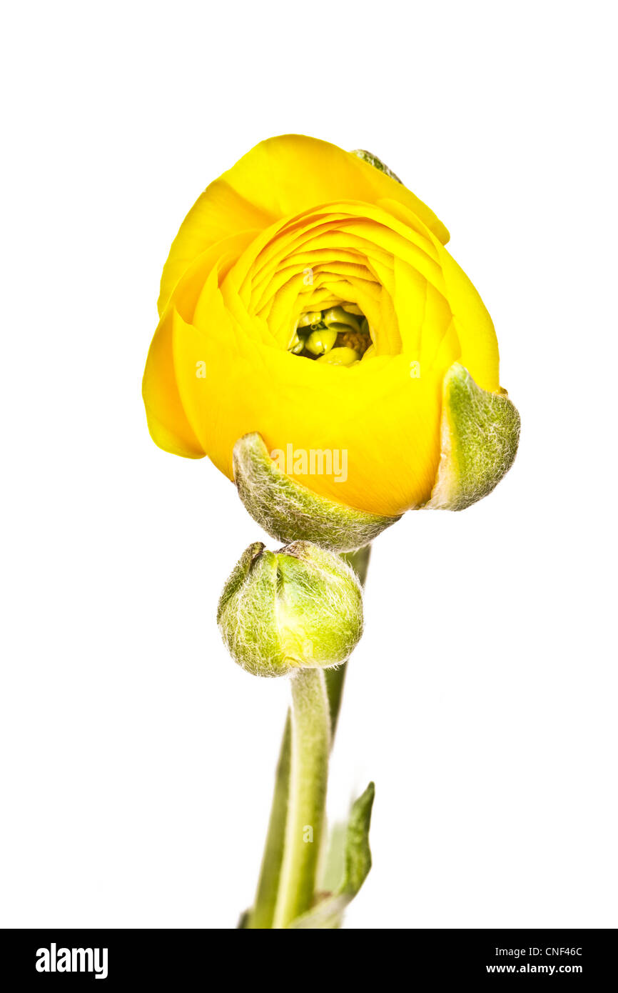 Persian Buttercup (Ranunculus Asiaticus Stock Photo - Alamy