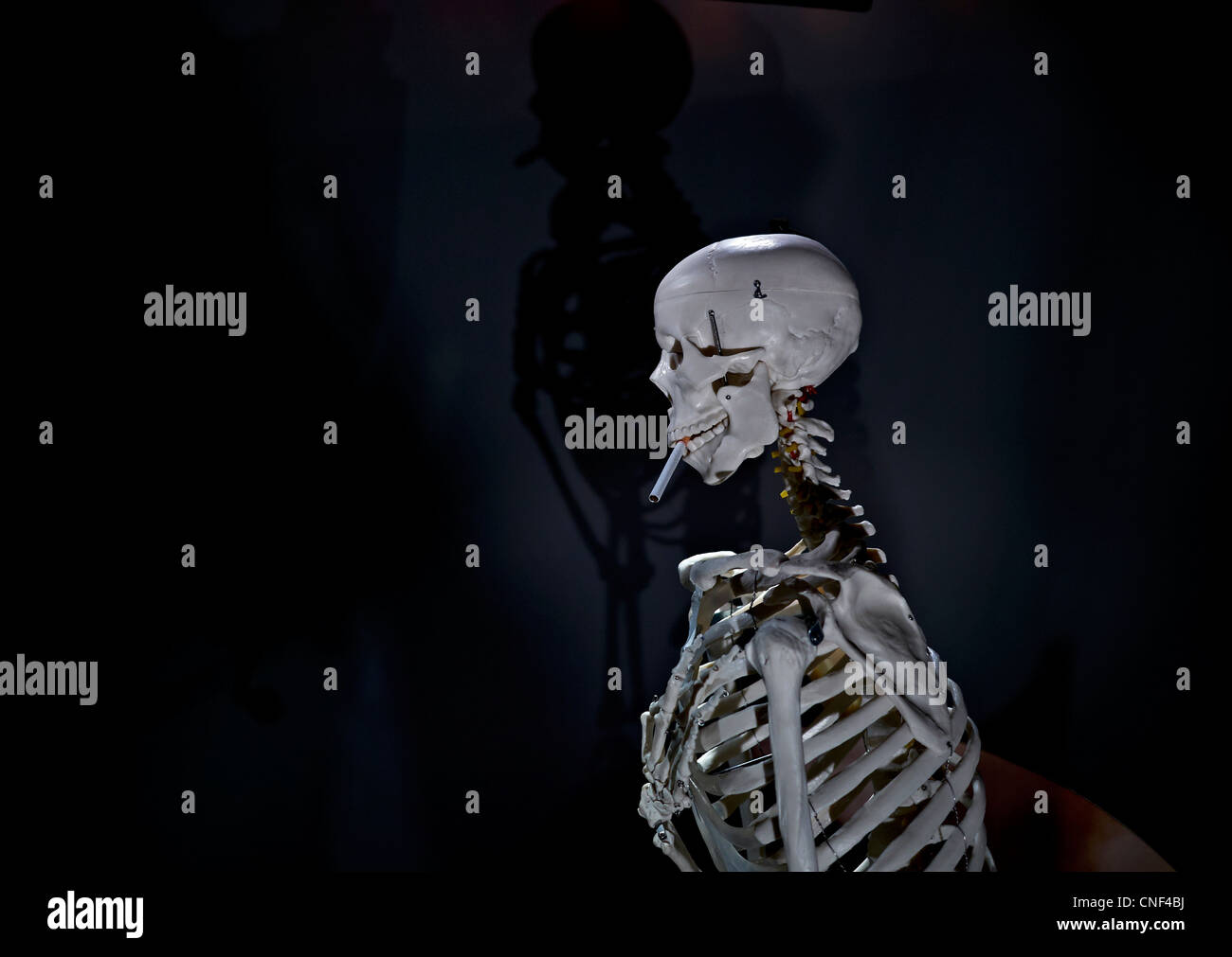 Skeleton smoking cigarette hi-res stock photography and images - Alamy