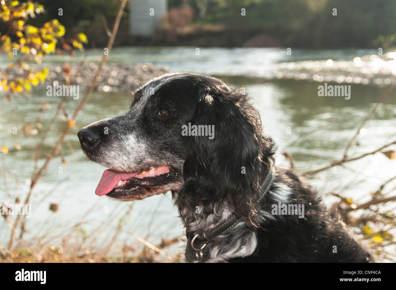 Chasse chasse chien hi-res stock photography and images - Alamy