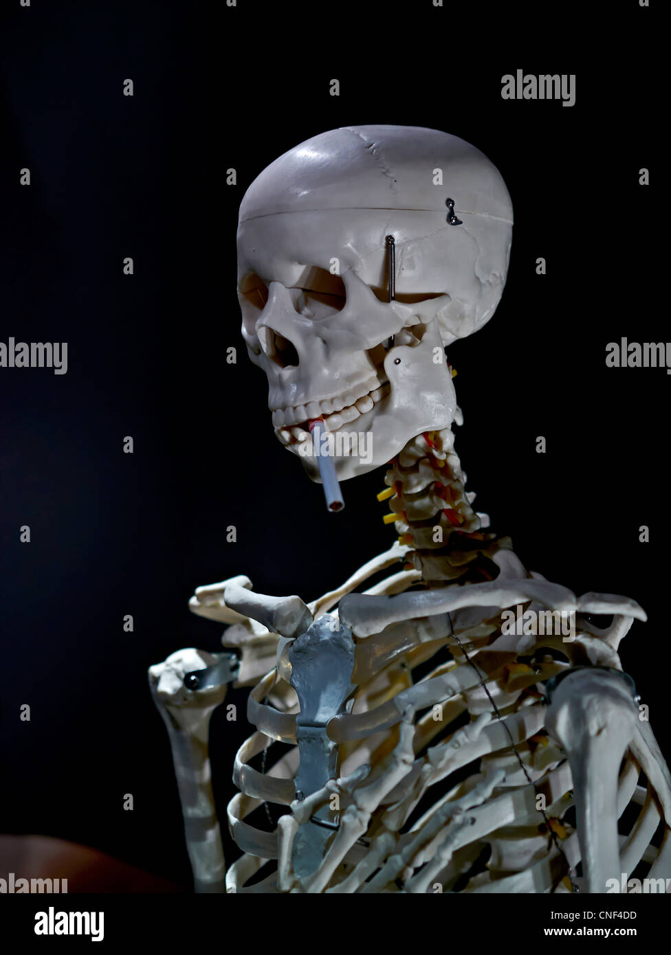 Smoking. Human skeleton with a cigarette. Health warning. Concept of ...