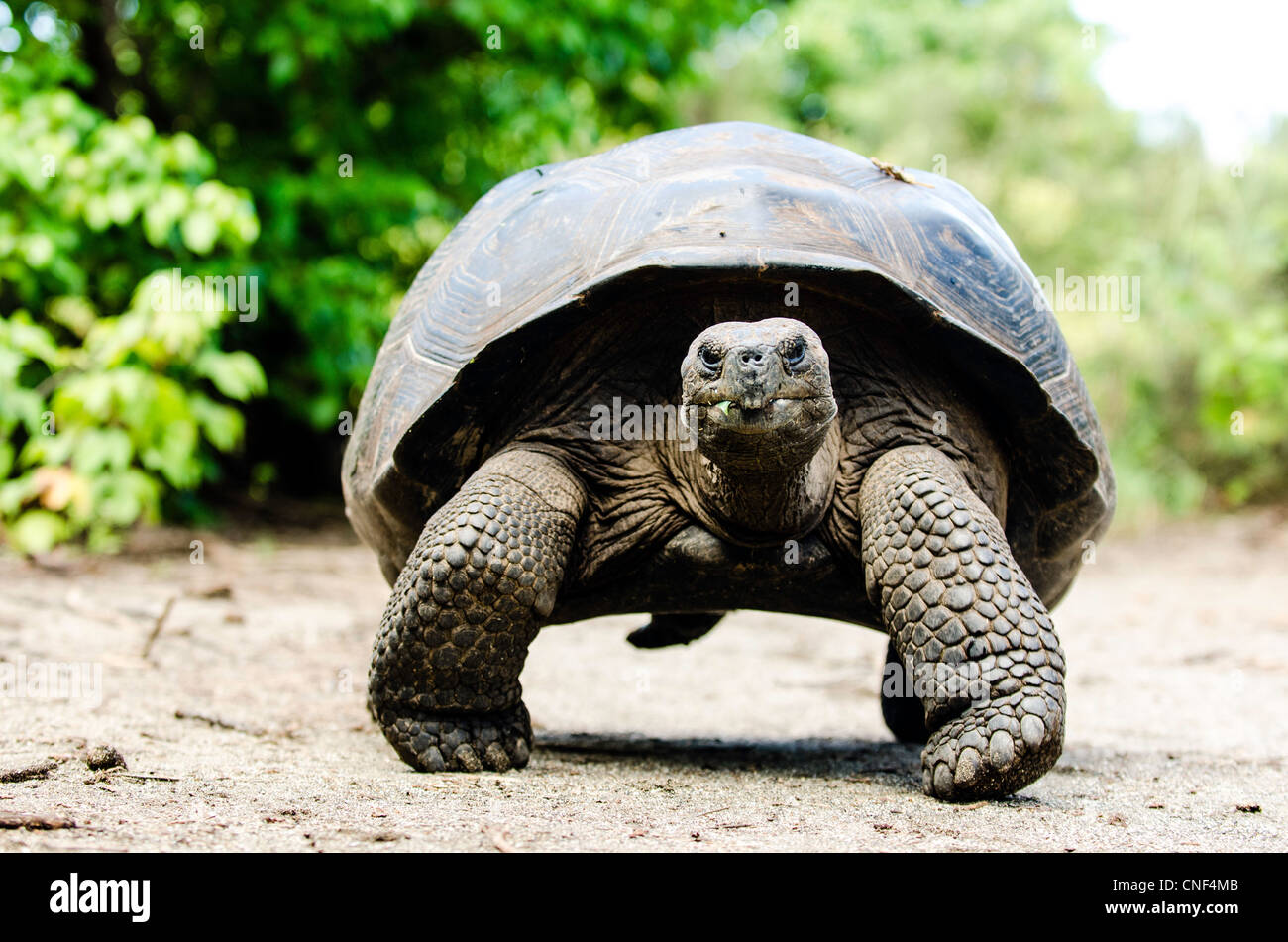 Giant tortoises galapagos hi-res stock photography and images - Alamy