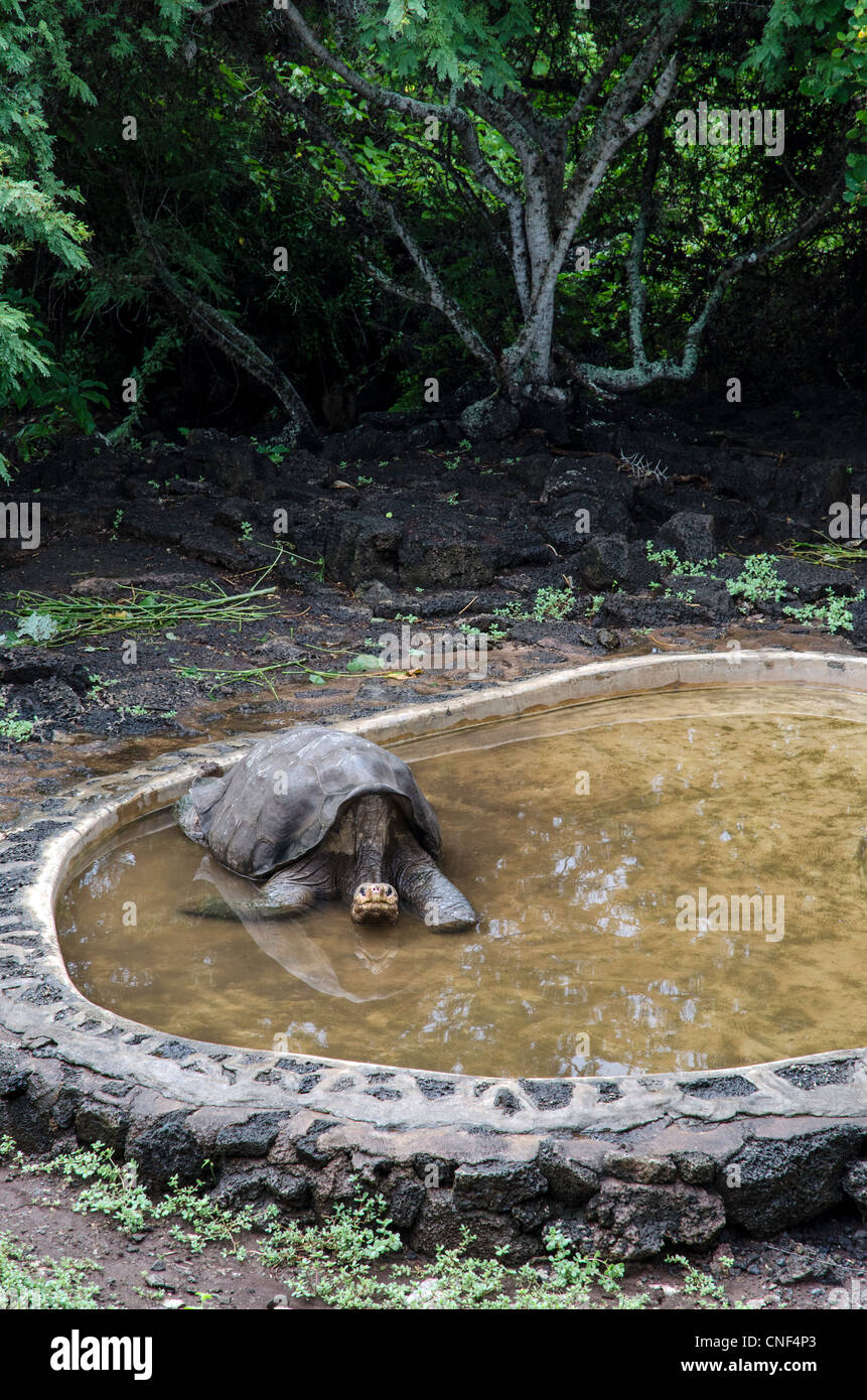George the tortoise hi-res stock photography and images - Alamy