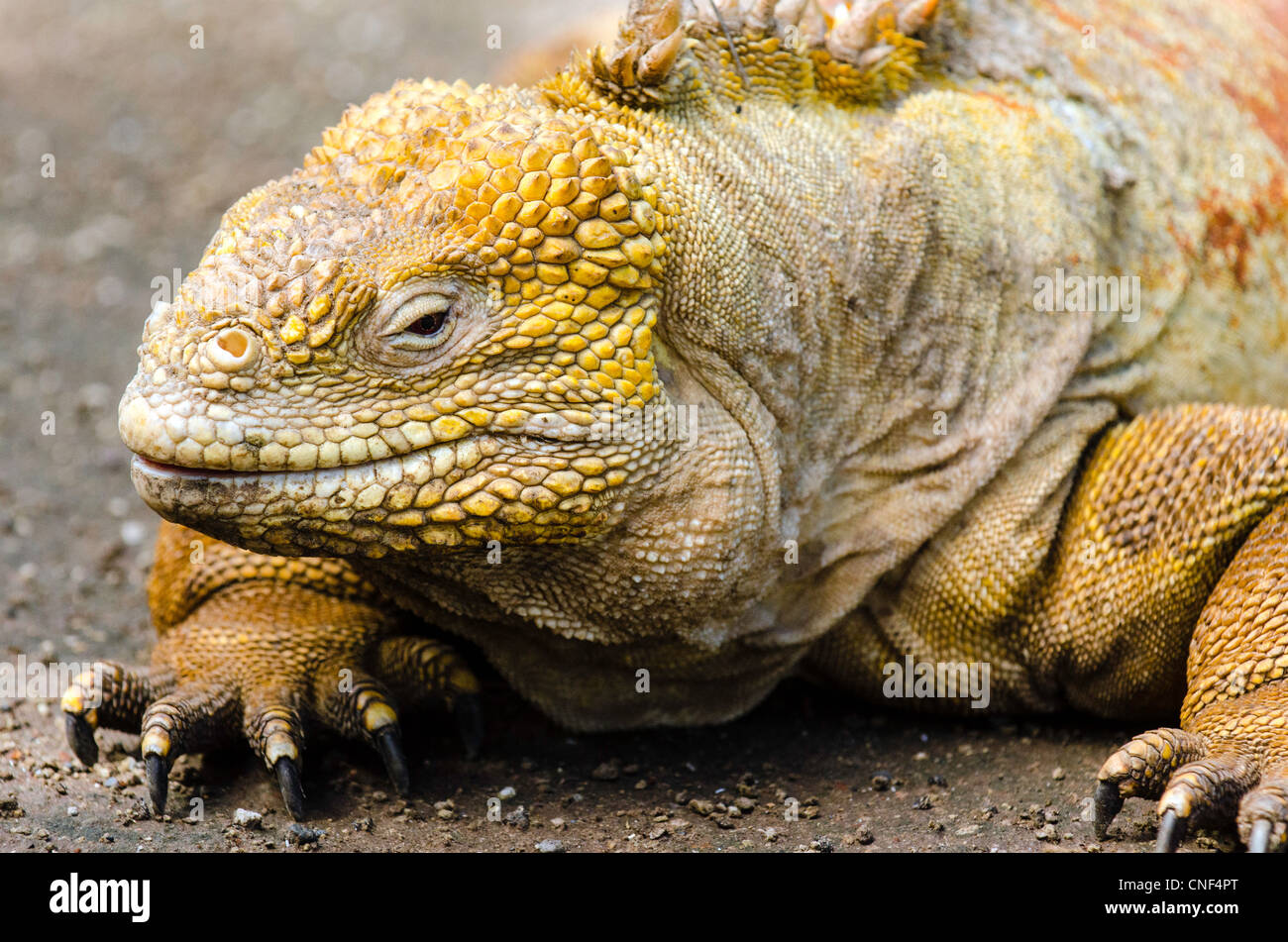 Land iguanas Isabela Galapagos Ecuador Stock Photo - Alamy