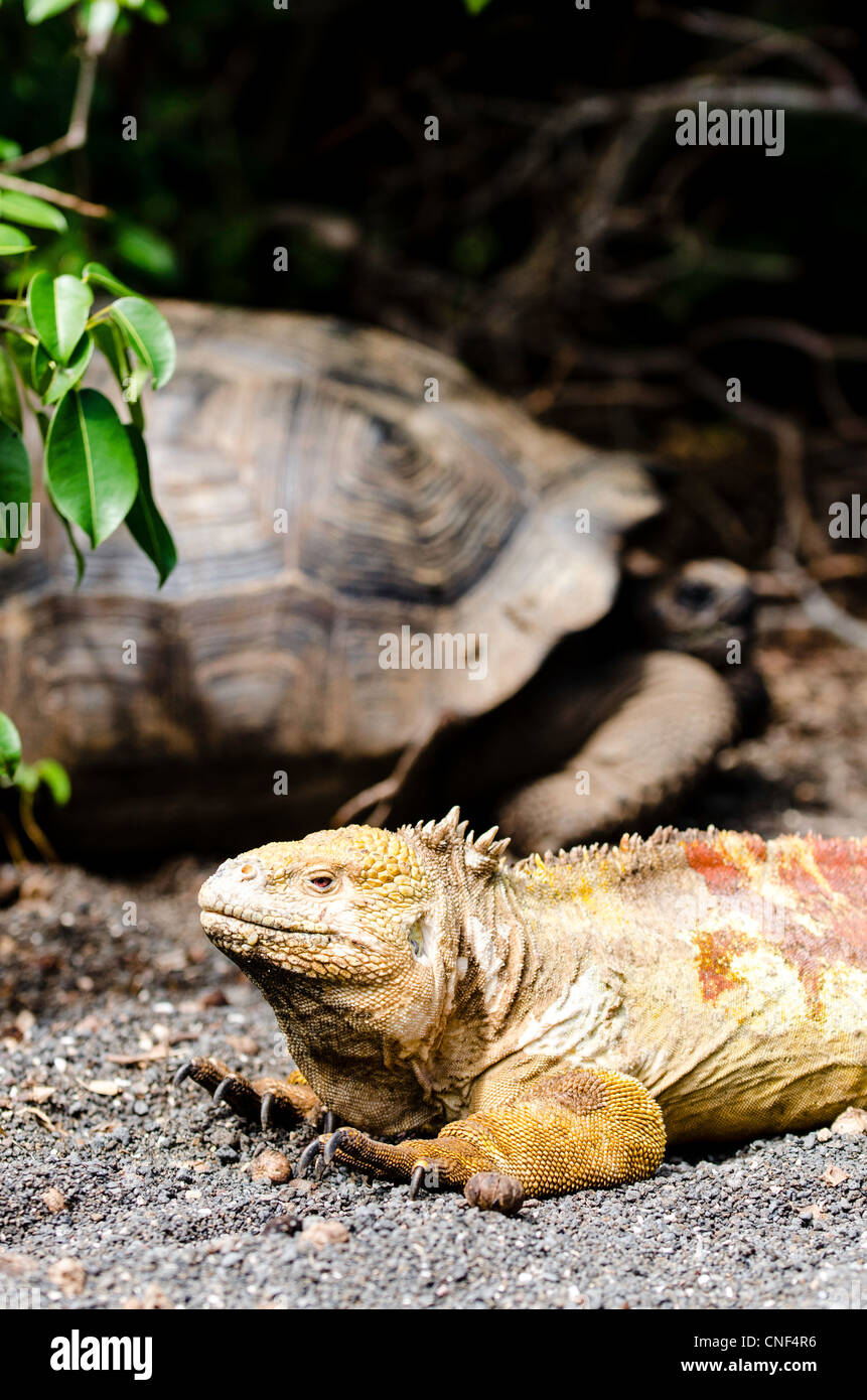 Giant Iguana Galapagos