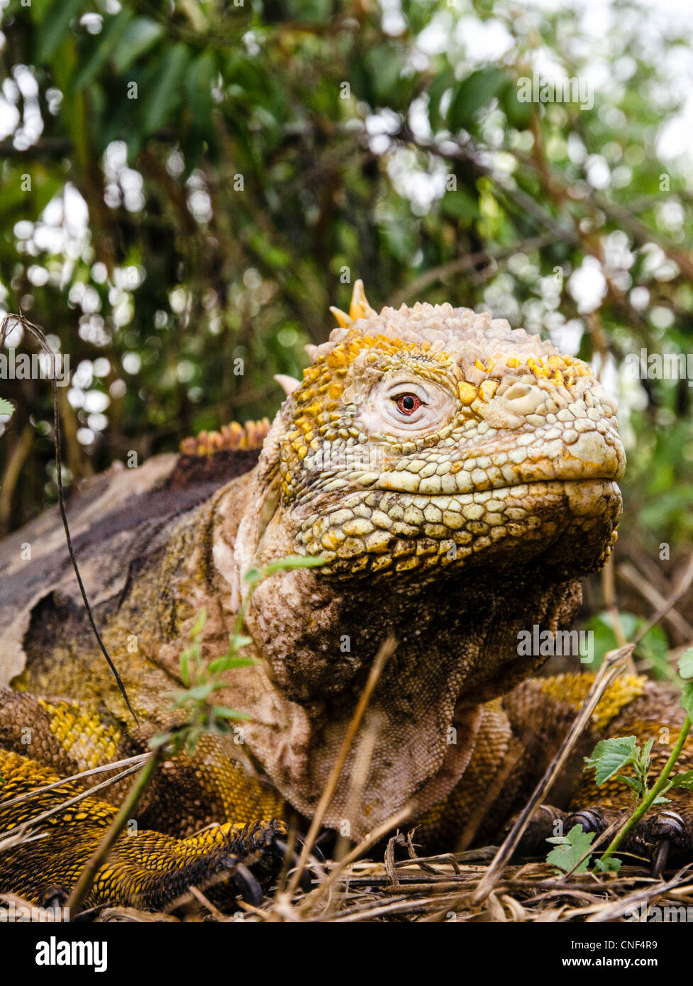 Land iguana Isabela Galapagos Ecuador Stock Photo - Alamy