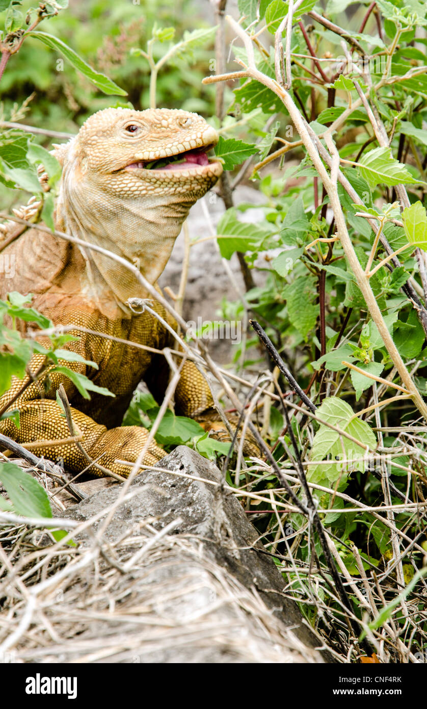 Iguana eating hi-res stock photography and images - Alamy