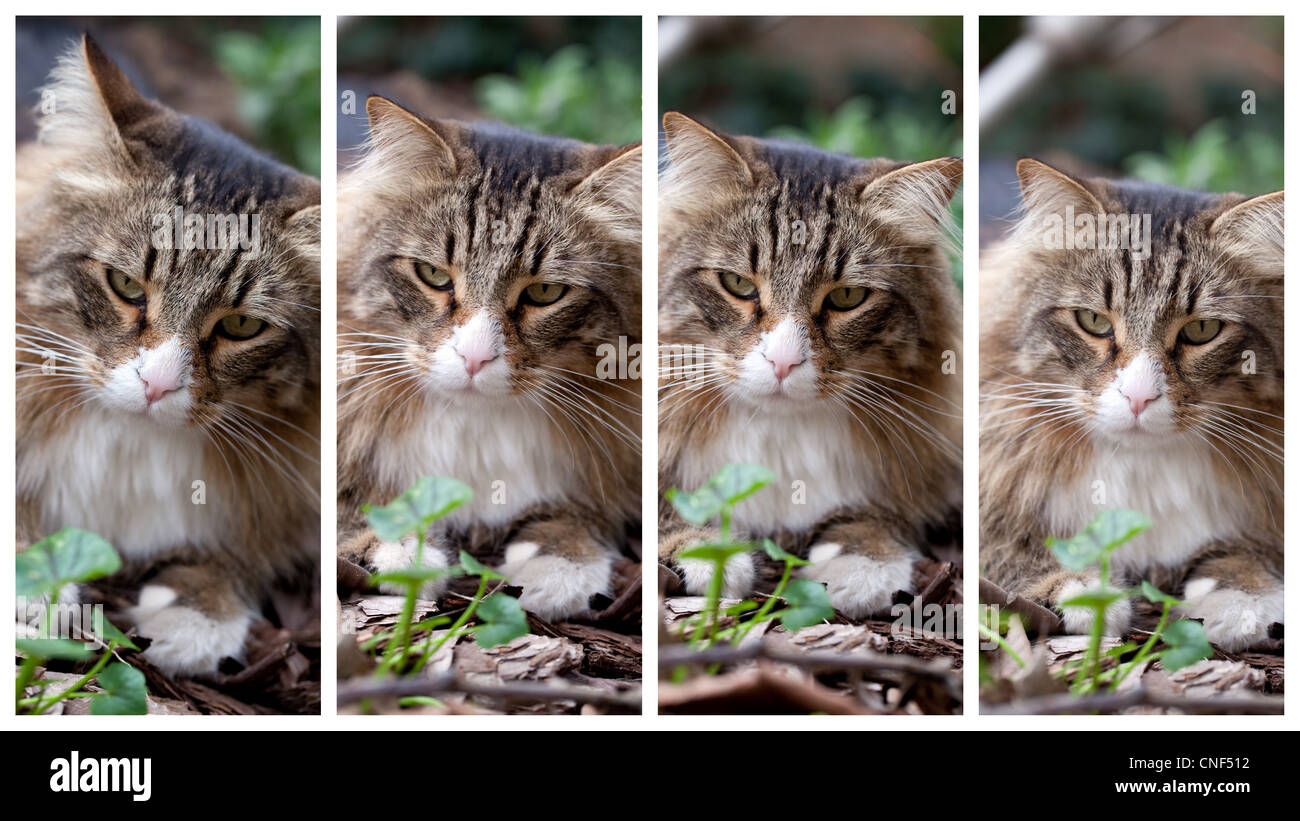 Creature collage hi-res stock photography and images - Alamy