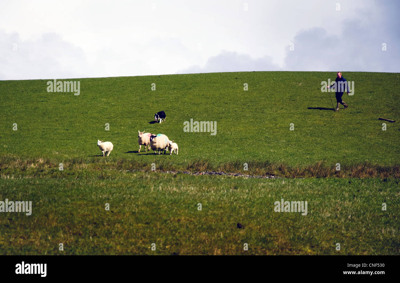 Sheepdog herding sheep hi-res stock photography and images - Alamy