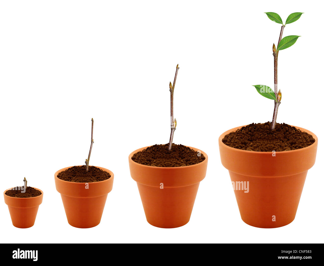 plant growing in garden pot, growing concept Stock Photo - Alamy