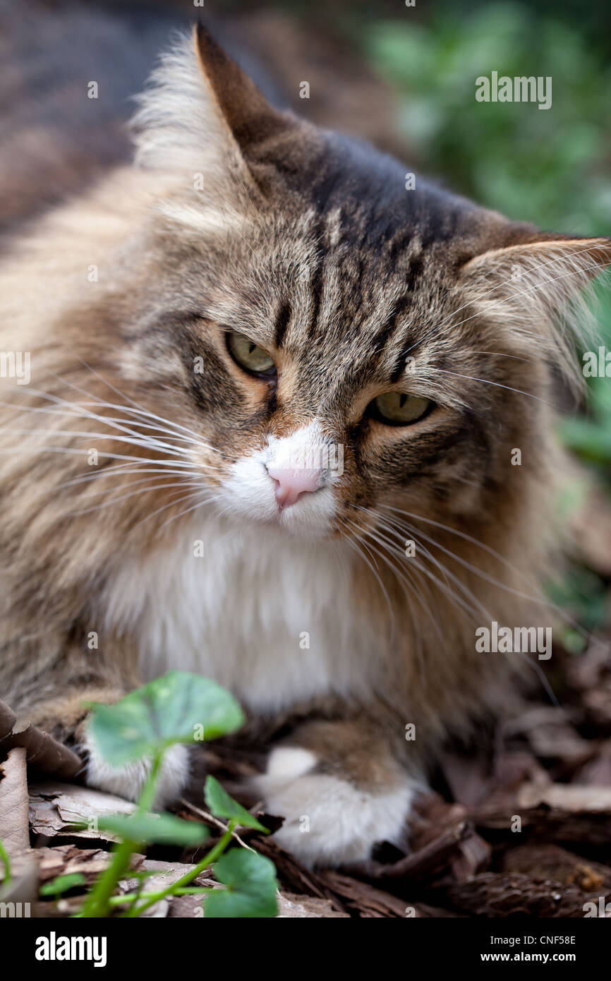 Portrait of adult cat with displeased expression Stock Photo - Alamy