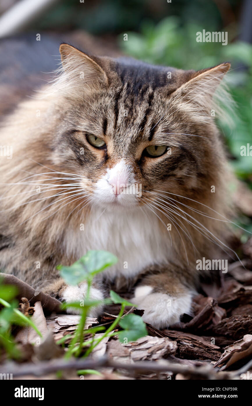 Portrait of adult disgruntled cat sitting in the garden Stock Photo - Alamy