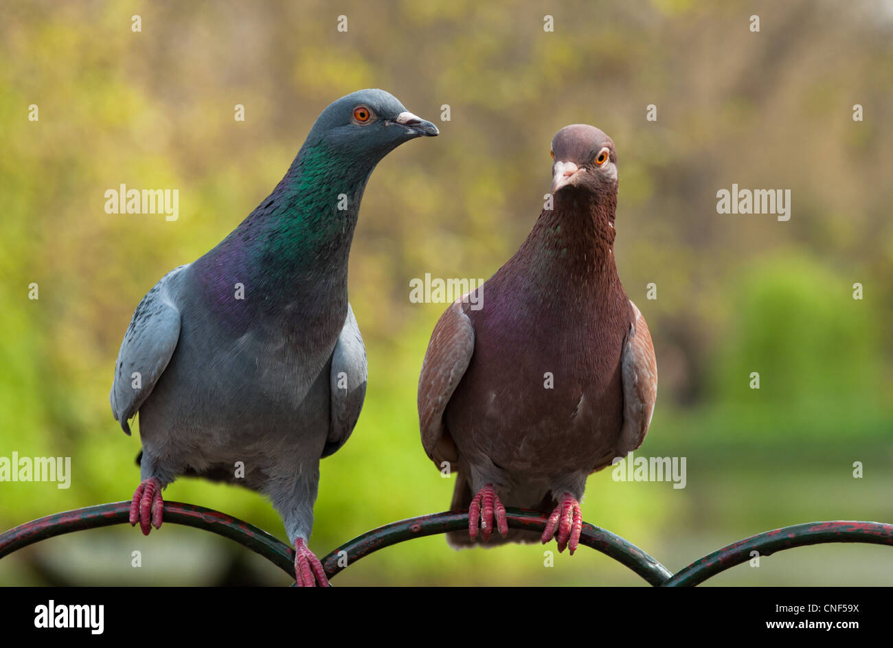 Pigeons two park fence pigeon hi-res stock photography and images - Alamy