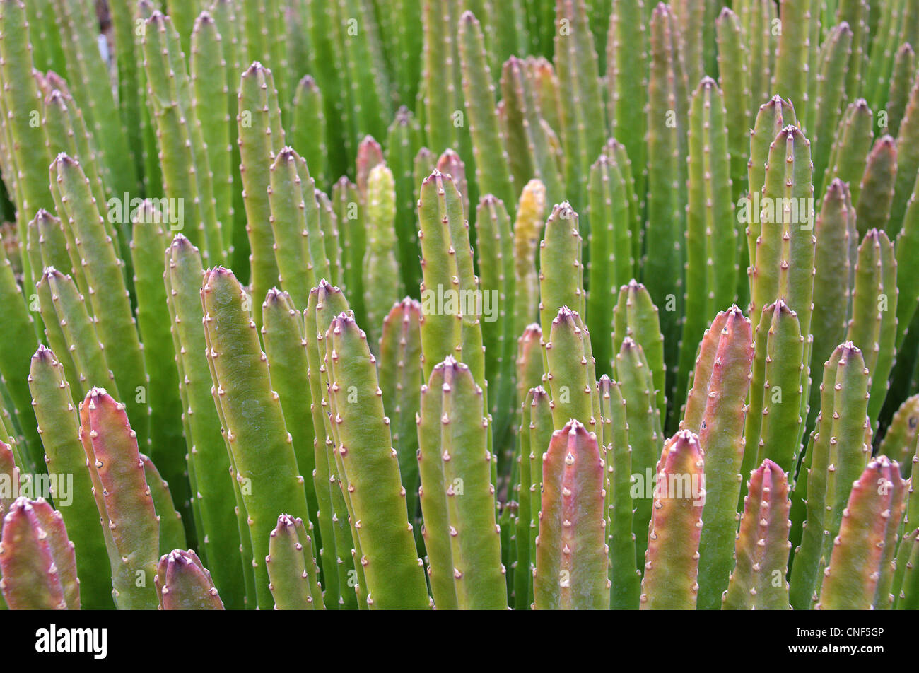 Starfish cactus hi-res stock photography and images - Alamy