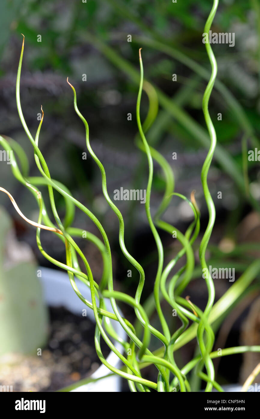 Juncus effusus spiralis hi-res stock photography and images - Alamy