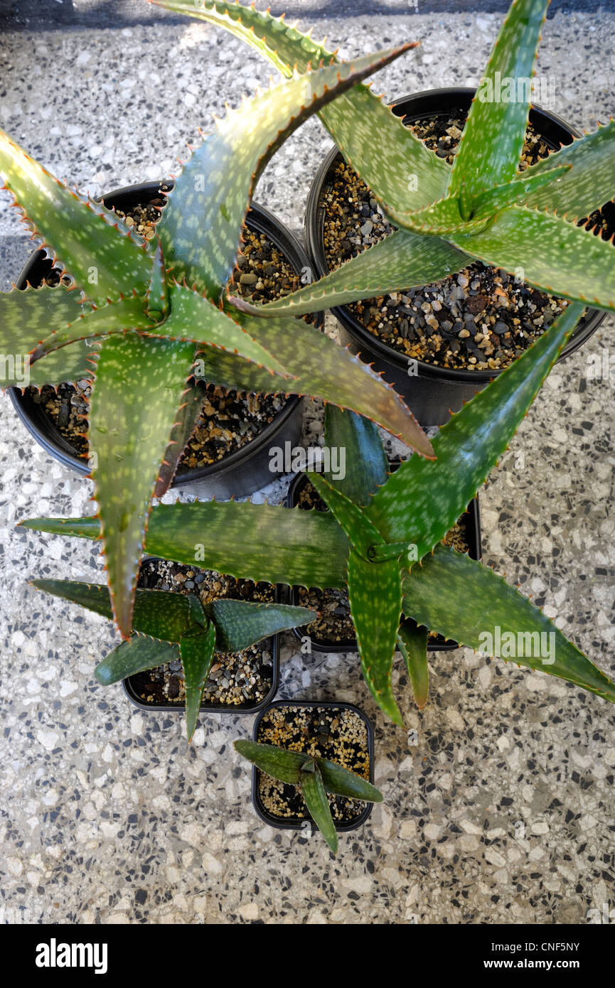 Aloaceae red hi-res stock photography and images - Alamy